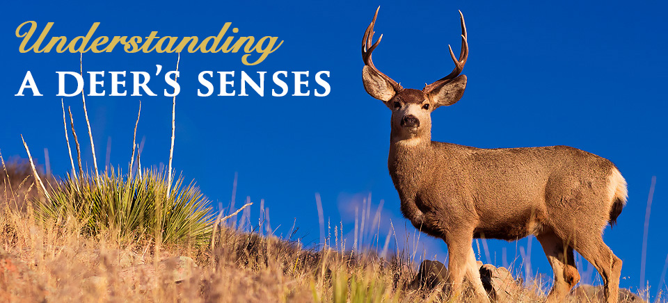 Understanding A Deer's Senses - Good Game Hunting